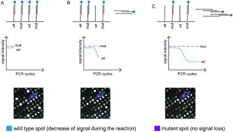 Detection Principle Of The Cma Based Snp Assay A For Each Target