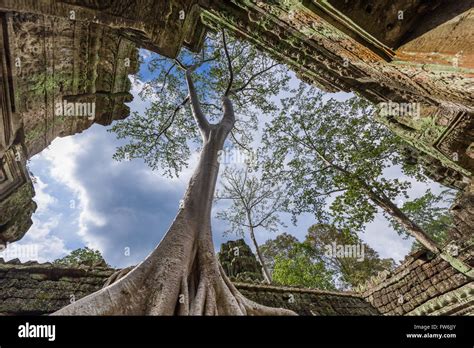 Majestic Tree Growing Over Ancient Architecture Ruins Stock Photo Alamy