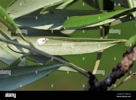 Long Tailed Mealybug Pseudococcus Longispinus On An Olive Leaf White