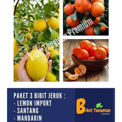 Jual PAKET BIBIT JERUK SANTANG MADU MANDARIN LEMON IMPORT B T