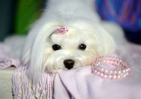 Best Food For Maltipoo Tear Stains Recipe Collections