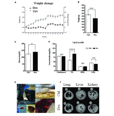 Dexamethasone Effect On Rats Phenotypes A The Difference In Weight Download Scientific