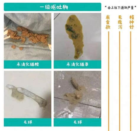 冬季猫咪呕吐频发这究竟是不是病 搜狐大视野 搜狐新闻