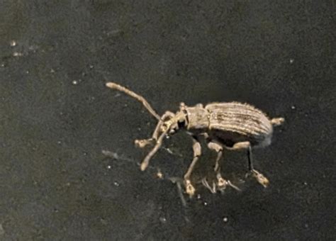 No Snoot Still A Weevil R Weeviltime