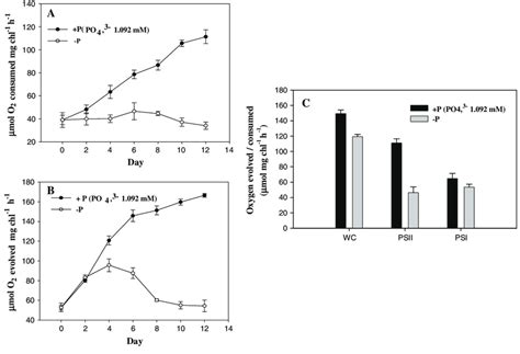 Rate Of Oxygen Consumption A Oxygen Evolution B And Photosynthetic Download Scientific