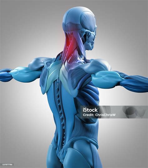 Foto De Grupos Musculares De Anatomia Humana Costas Torso Dor