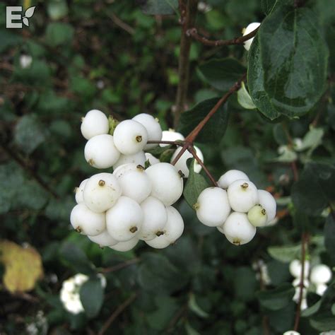 Symphoricarpos Albus Ssp Laevigatus Fk Ultuna E E Planta