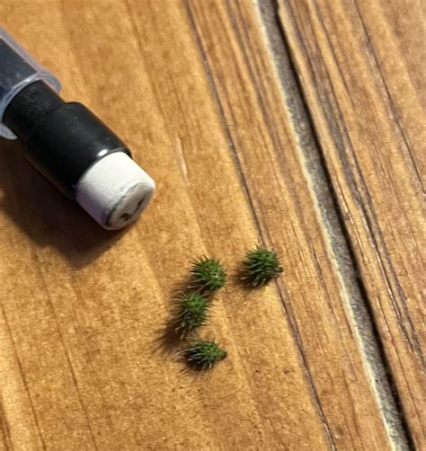 Tiny Spiky Balls Rwhatsthisplant