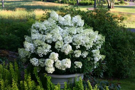 Dwarf Hydrangeas For Containers Hgtv
