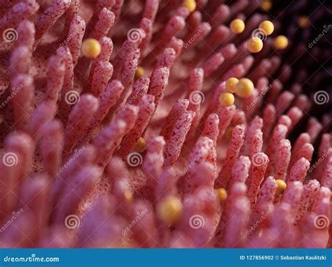 The Intestinal Epithelium Is The Single Cell Layer That Form The Luminal Surface Of Intestine