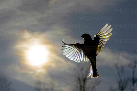 Top View Of Backlit Bird In Flight With Sun Shining Through Its Spread