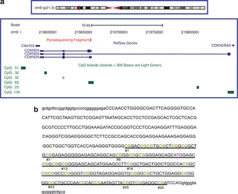 Diagram Of Cdkn2a Cpg Islands And Sequence Analyzed By Pyrosequencing