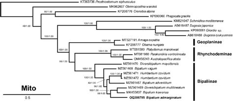 Maximum Likelihood Phylogenetic Tree Obtained From Concatenated