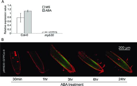 Myb30 Expression Patterns After Abscisic Acid Aba Treatment A