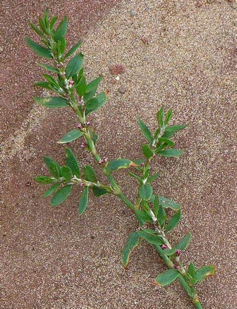 Knotgrass Knot Grass Wild Flower Finder