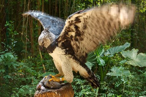 Deforestation Threatens One Of The Worlds Largest Eagles