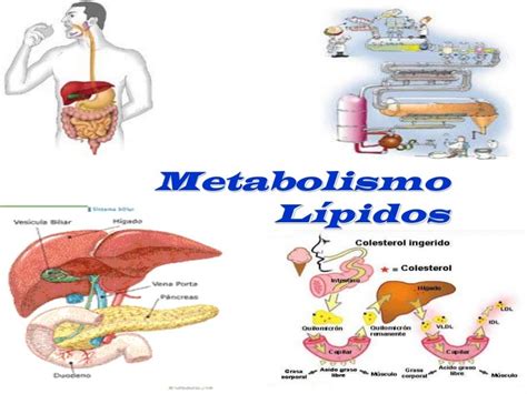 Metabolismo Lípidos 15 1