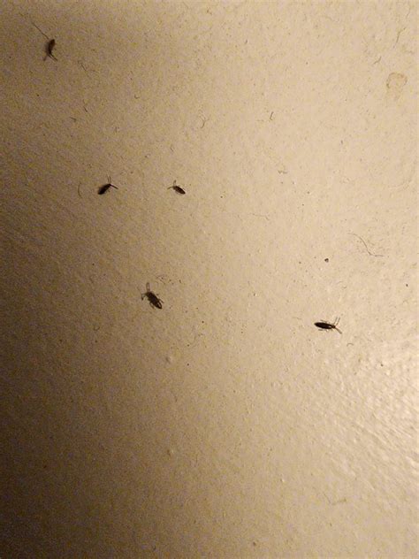 Maine Found These Tiny Bugs On A Windowsill In A Hotel Are They Bed