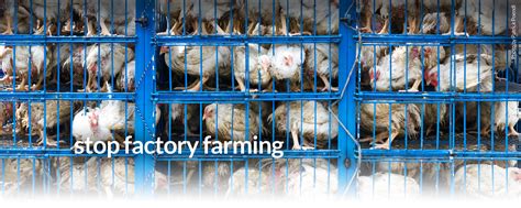 Stop Factory Farming Watershed Media