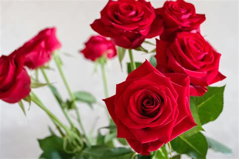 기념일 깨지기 쉬운 꽃 꽃꽂이 꽃무늬 꽃병 꽃이 만개한 꽃잎 낭만적인 다발 다정한 디자인 로사 발렌타인