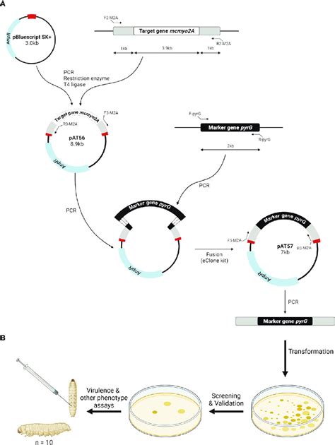 Schematic Diagram Of The Construction Of Gene Disruption Cassettes A