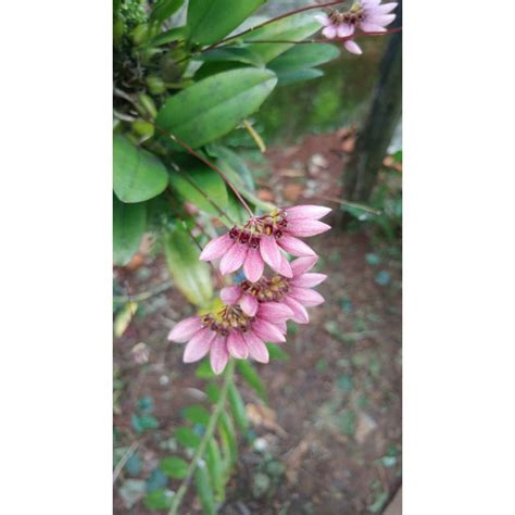 Tìm Hiểu Về Lan Lọng Hiệp Cách Trồng Và Chăm Sóc Lan Chuẩn để Lưu Trữ Nguồn Gen Mới Cẩm Nang