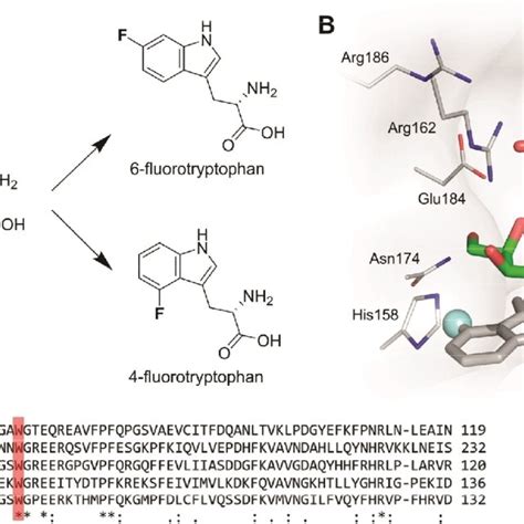 A Tryptophan And Fluorinated Tryptophan Analogue Structures Used For