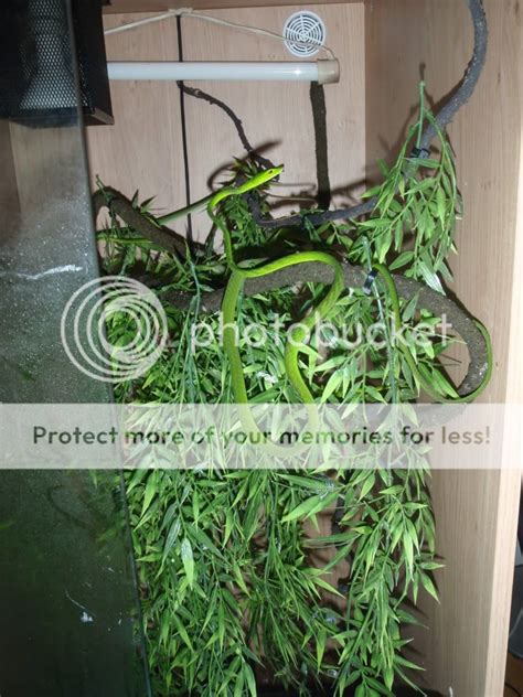 Ahaetulla Prasina Reptile Forums