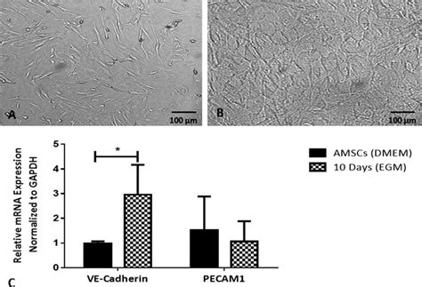 Endothelial Cell Differentiation A Amscs In Culture With Dmem B Download Scientific