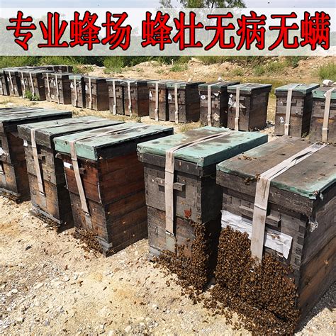 意蜂蜂群出售蜜蜂活群蜂群笼蜂带箱草莓蓝莓大棚蜜蜂授粉蜂 虎窝淘