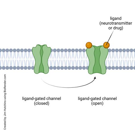 Comparing Ionotropic And Metabotropic Receptors Developing Expertise