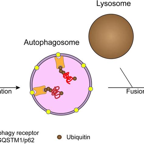 The Role Of Autophagy In Protein Degradation Download Scientific Diagram
