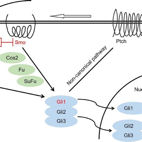 Regulation And Control Of Bufalin On Invasive And Metastatic Molecules