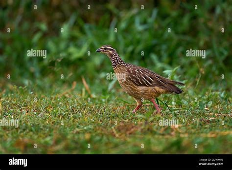 Crested Francolin Dendroperdix Sephaena Bird In The Nature Habitat