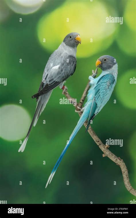 Plum Headed Parakeet Psittacula Cyanocephala Blue Opaline And Grey