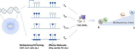 Assessment Of T Cell Multipotency Based On Wgbs Dna Methylation