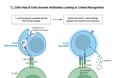 Tfh Cells Help B Cells Secrete Antibodies Leading To Linked