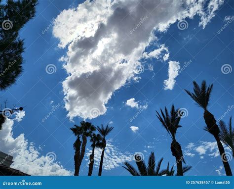 Perspective Looking Up At Tropical Palm Trees Reaching For The Clouds