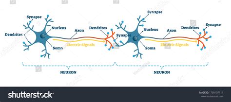 Neuron Network Example Diagram Vector Illustration Stock Vector