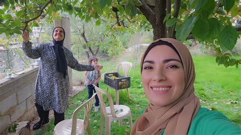 قطفنا شجرة الخرمة الكاكي من أرضنا بالضيعة Youtube