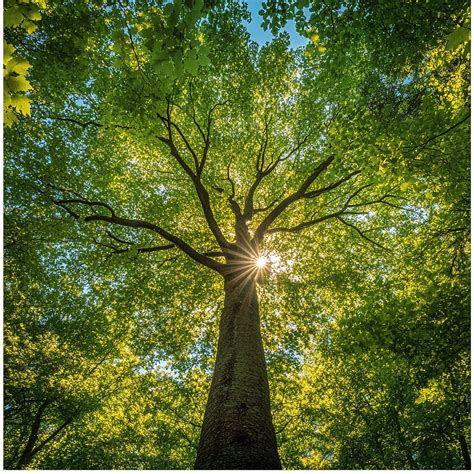 The 8 Cs Of Self Energy A Guide To Inner Healing With Ifs Therapy