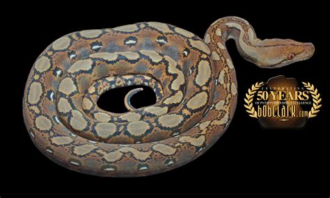 Het Orange Ghost Stripe