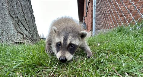 Raccoon Diseases In Hamilton What You Need To Know
