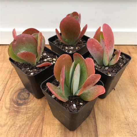 Kalanchoe Thyrsiflora Desert Rose Aka Flapjack Succulents Australia
