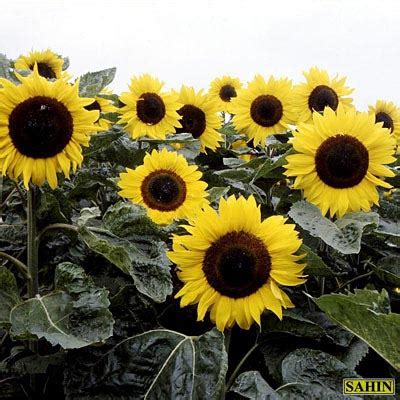 Helianthus