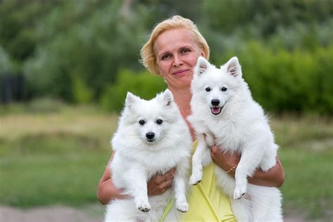 Японский шпиц взрослый с человеком 53 фото картинки Sobakovod Club