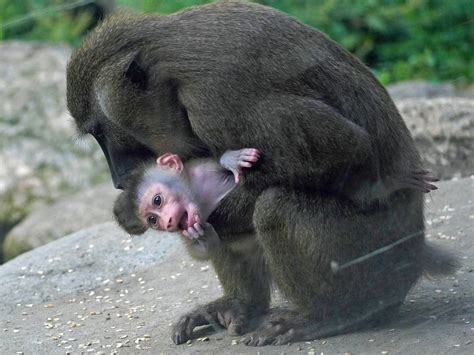 Nachwuchs Bei Stark Bedrohter Affenart Im Erlebnis Zoo Hannover