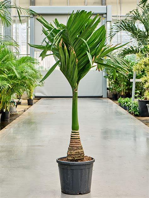 Areca Catechu Dwarf Sklep Z Roślinami Cocaflora
