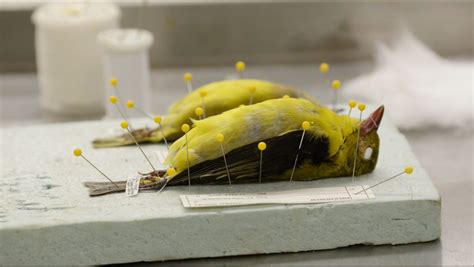 Chicago Bird Collision Monitors Marc Schlossman