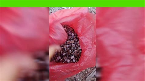 Mga Ilonggoilongga Jan Batad Kag Kasag Dira😊😊😊batadkasag Yummy Youtube